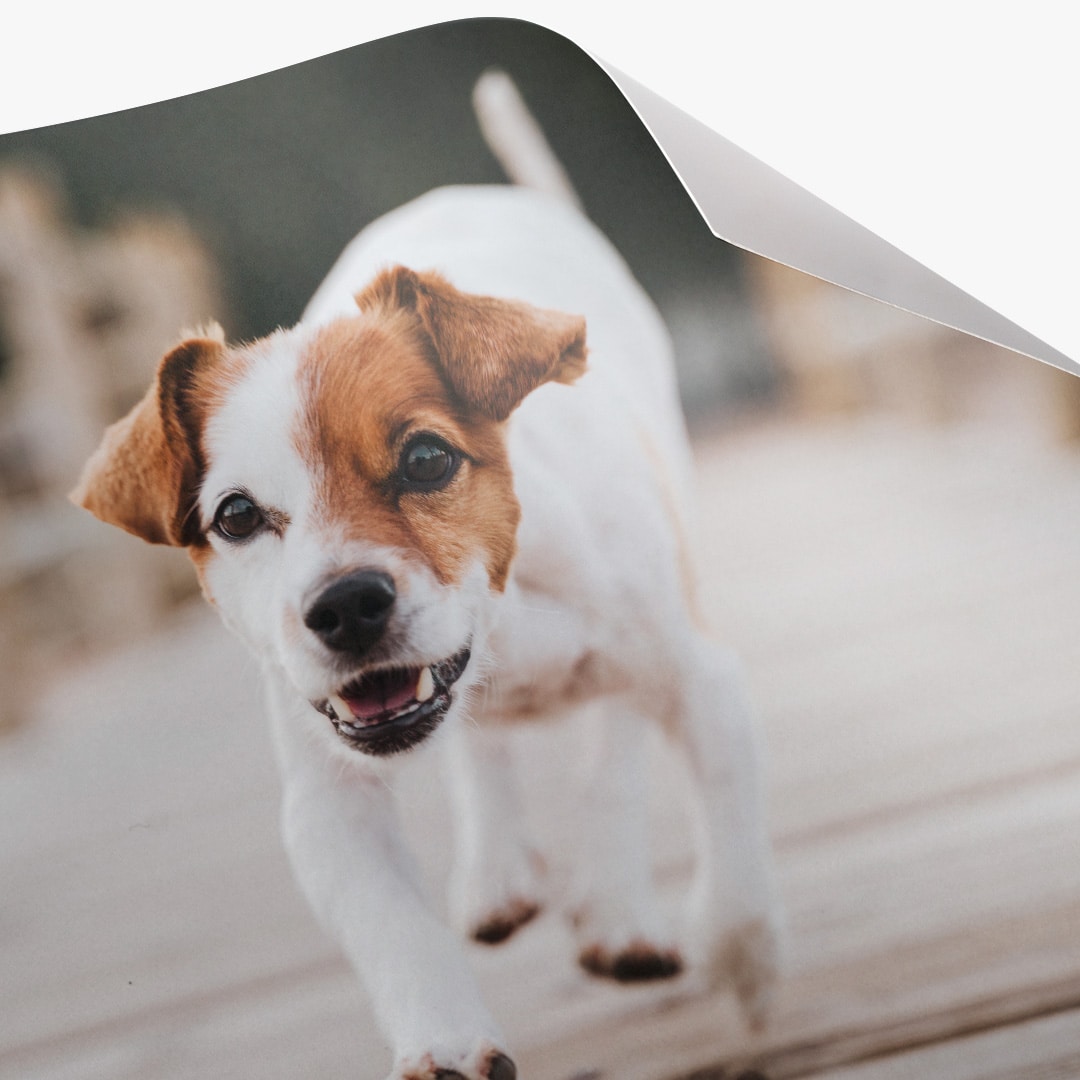 Here's an Affordable Way to Display Your Posters | Snapfish UK